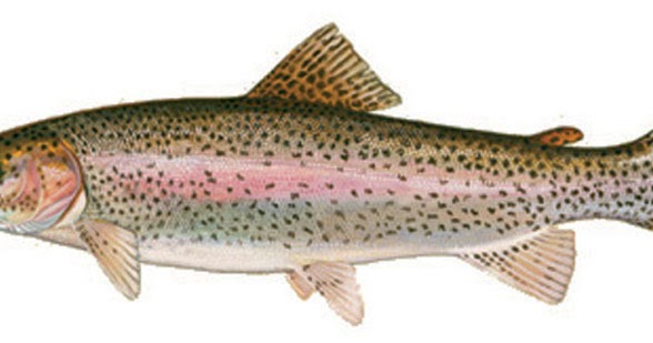 Ohrid Trout (Salmo letnica) - endemic fish in Ohrid Lake, Macedonia ...