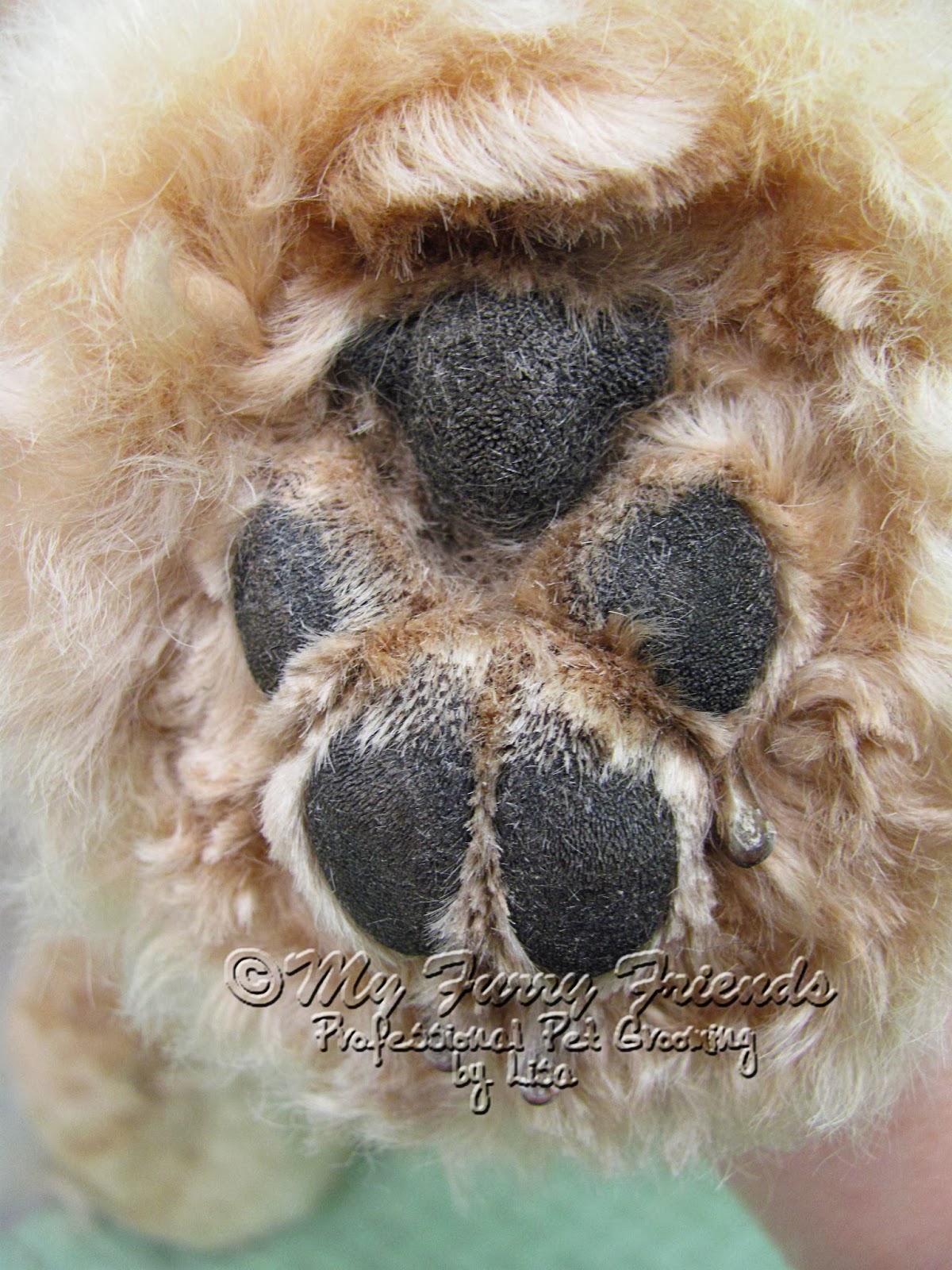 Pet Grooming: The Good, The Bad, & The Furry: Monday Makeover #18 ...