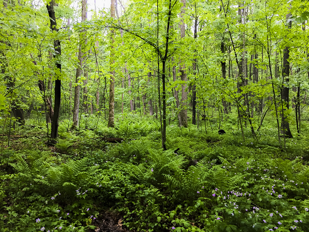 Wisconsin Explorer: Hiking Baxter Hollow - North Freedom WI