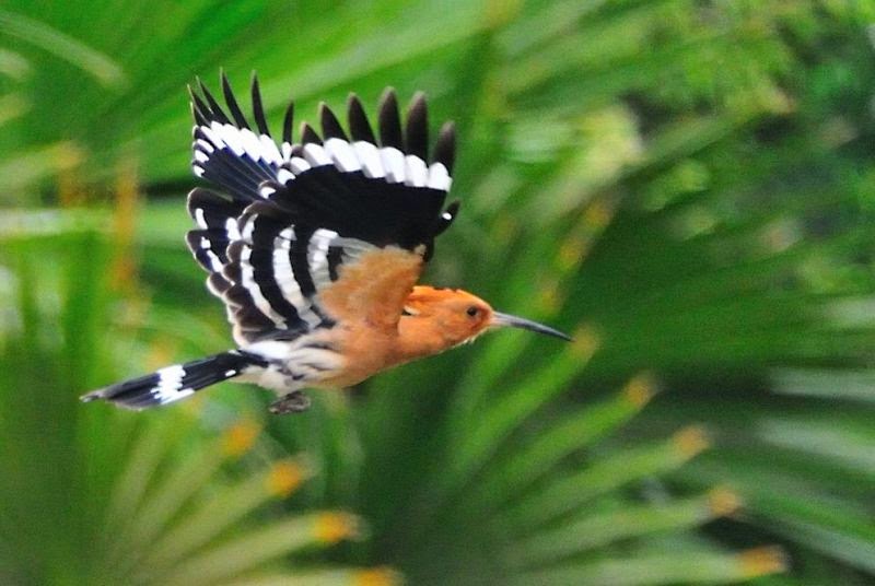 Si Burung Hud Hud yang unik