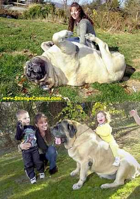 The Biggest Dog In The World ~ Aspiring