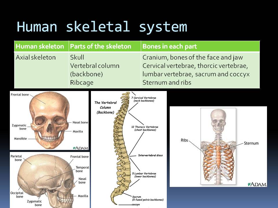 Biology: Support and Locomotion