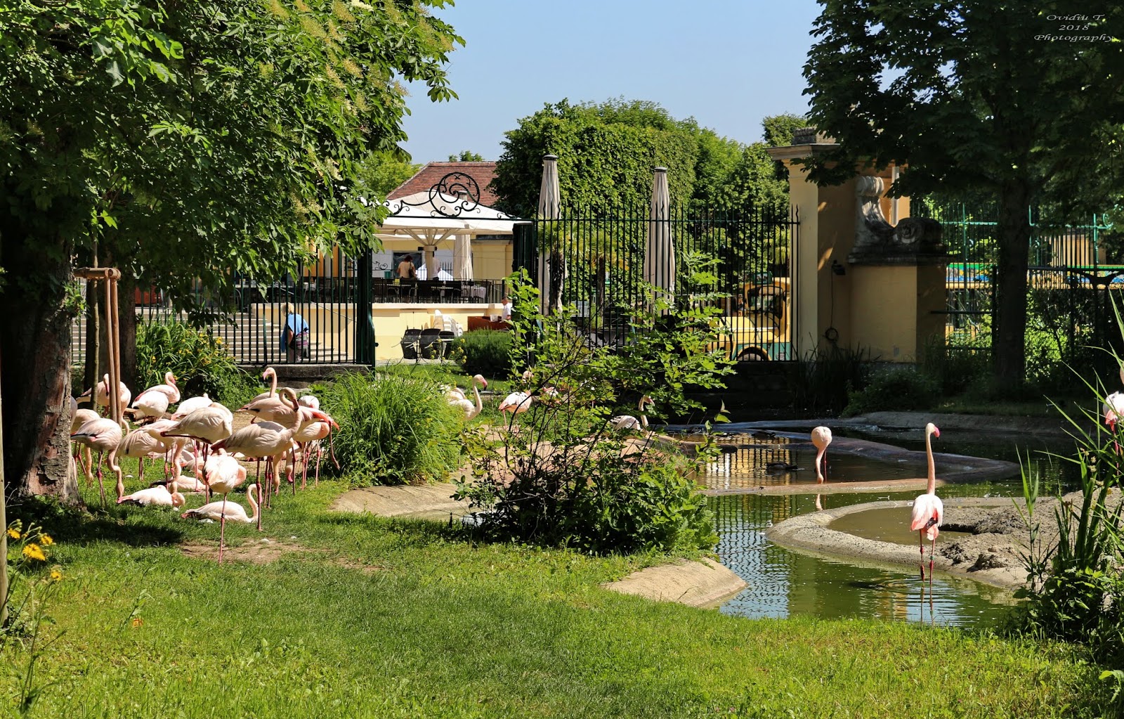 CĂLĂTORII: O jumătate de zi petrecută la Grădina Zoologică Schönbrunn