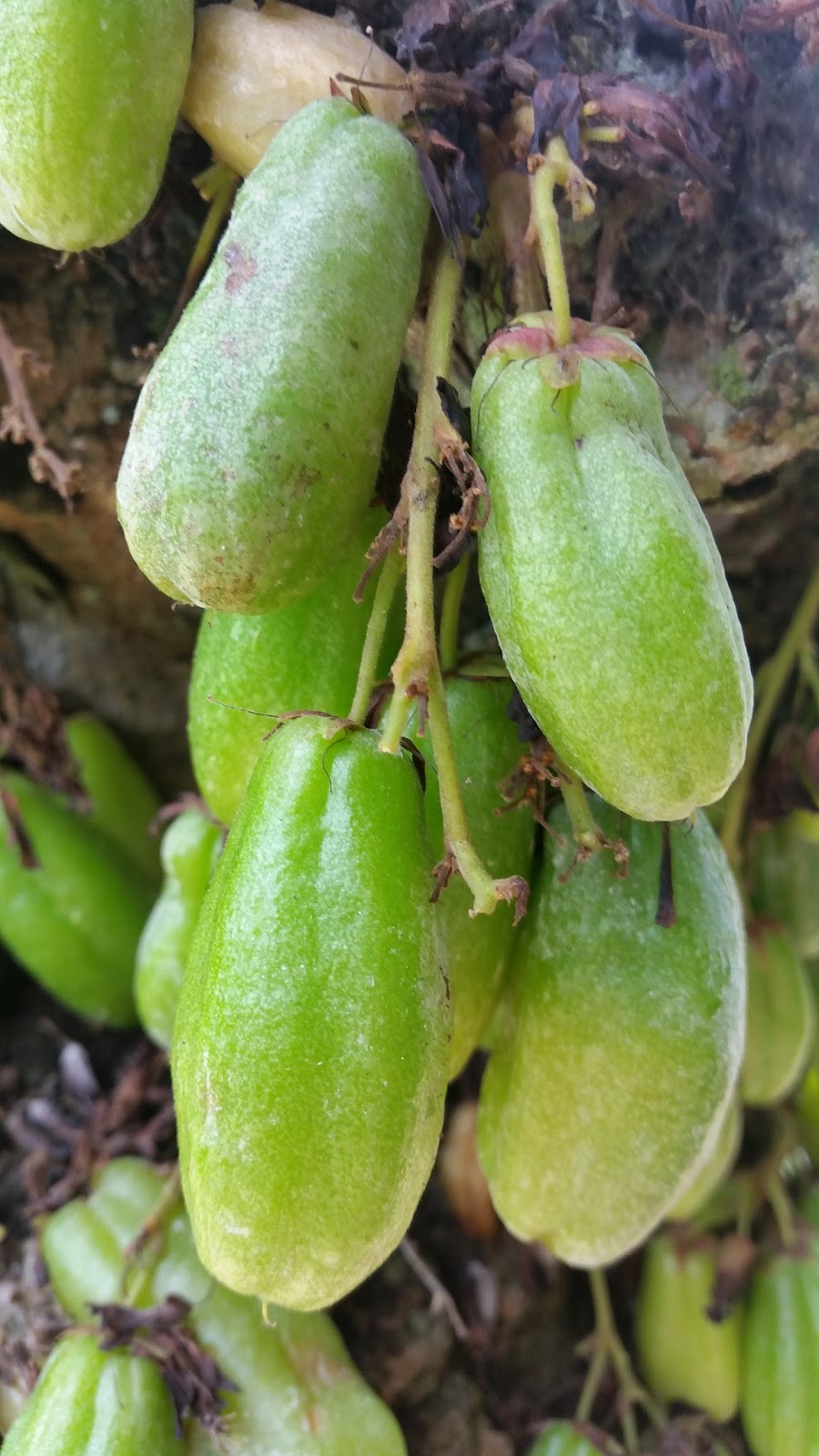 Warisan Petani: Belimbing Buluh : Hijau vs Kuning.