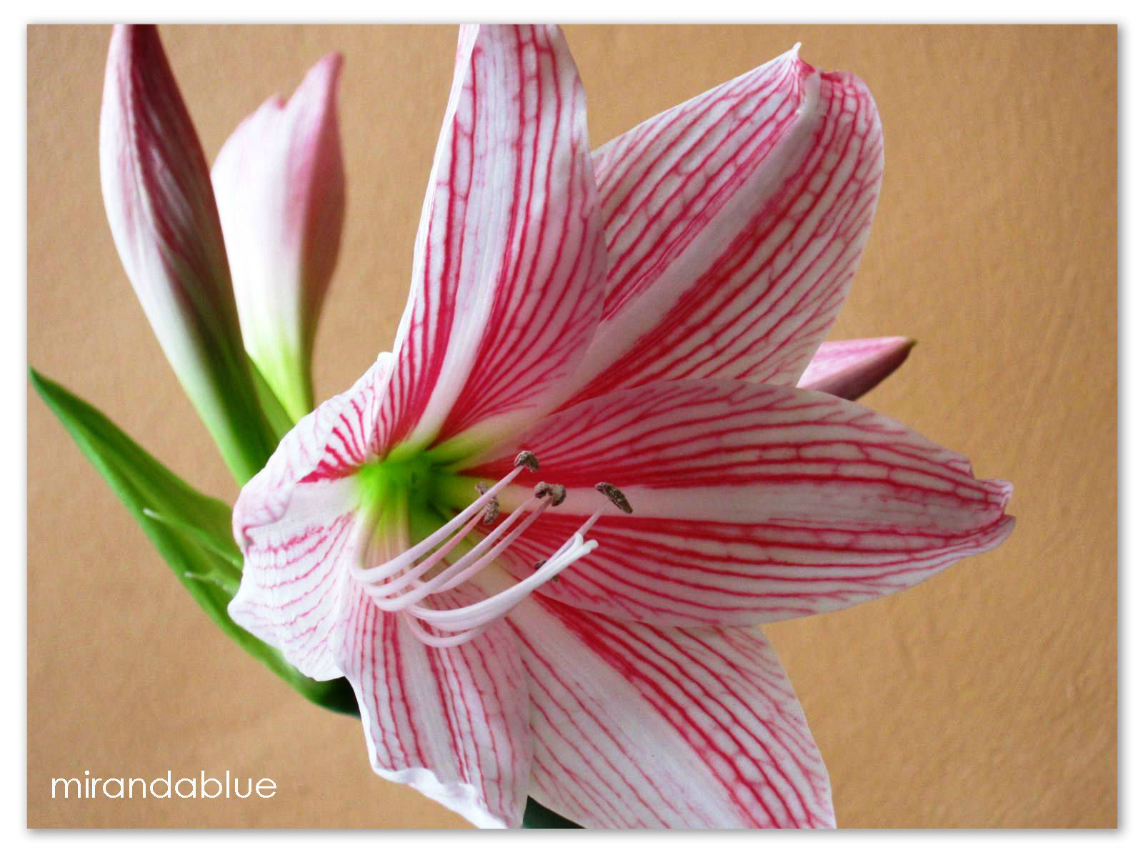 Live in the Moment: Lirio