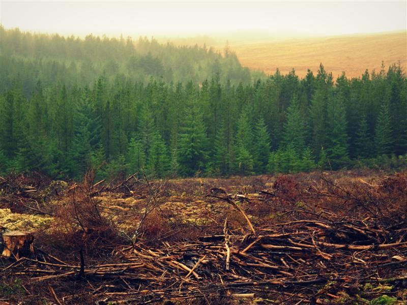POSTCARDS FROM IRELAND: CONNEMARA Cloosh Forest