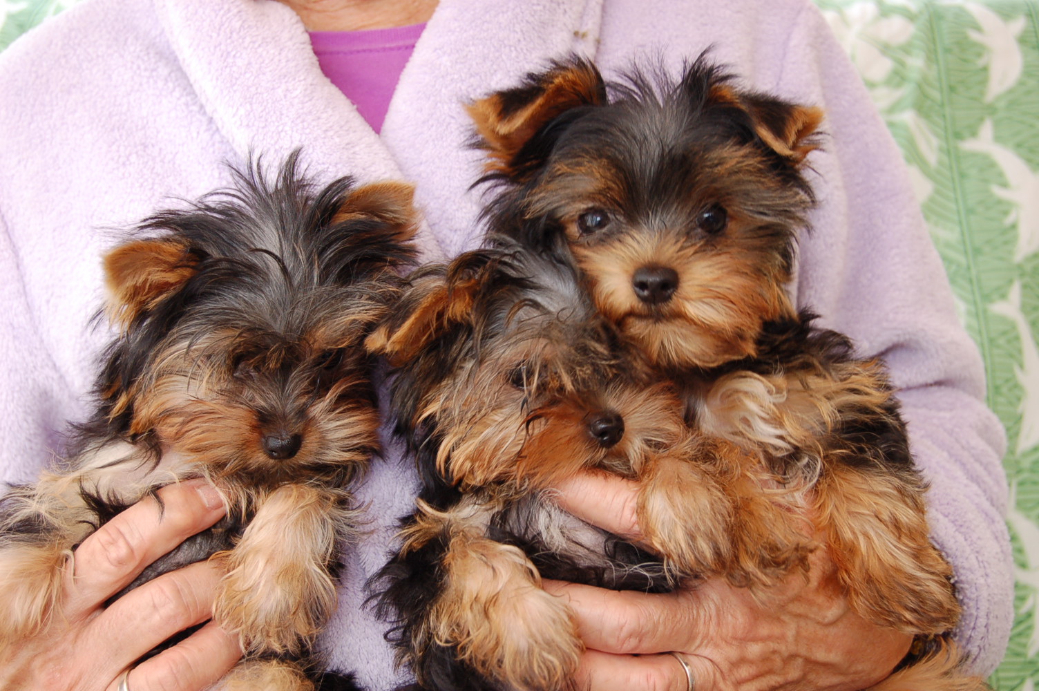The Heavenly Yorkies: TeaCup Puppies 16 weeks