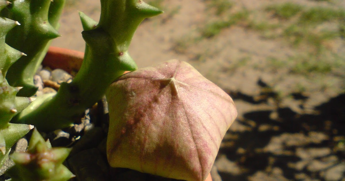 Stapelia pstra, leniuch smierdzący | BEZ OGRÓDEK | blog ogrodniczy