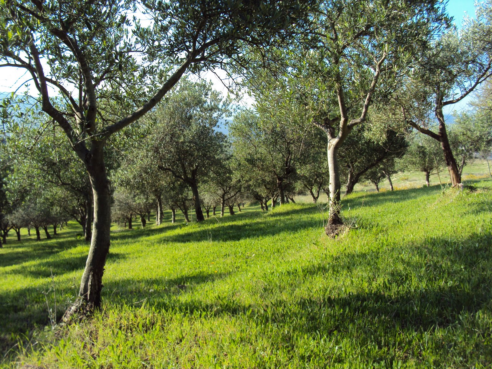 Sicilian Olive Grove for Sale: Sicilian Olive Grove in Ragusa for Sale