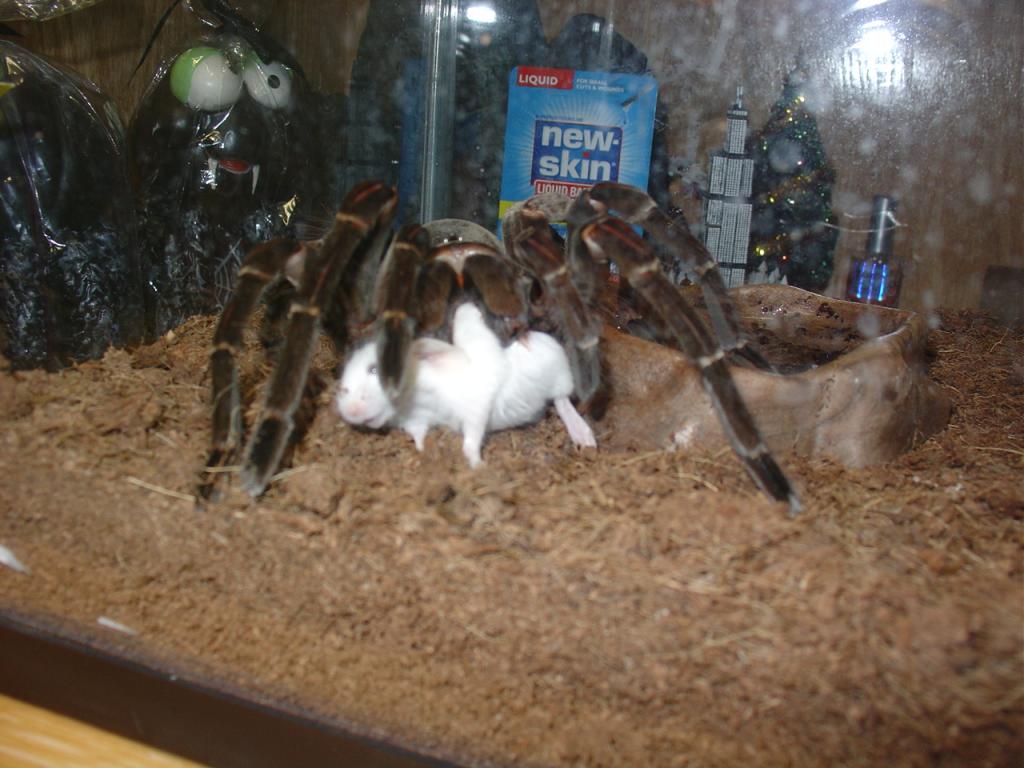 Aranha Theraphosa blondi