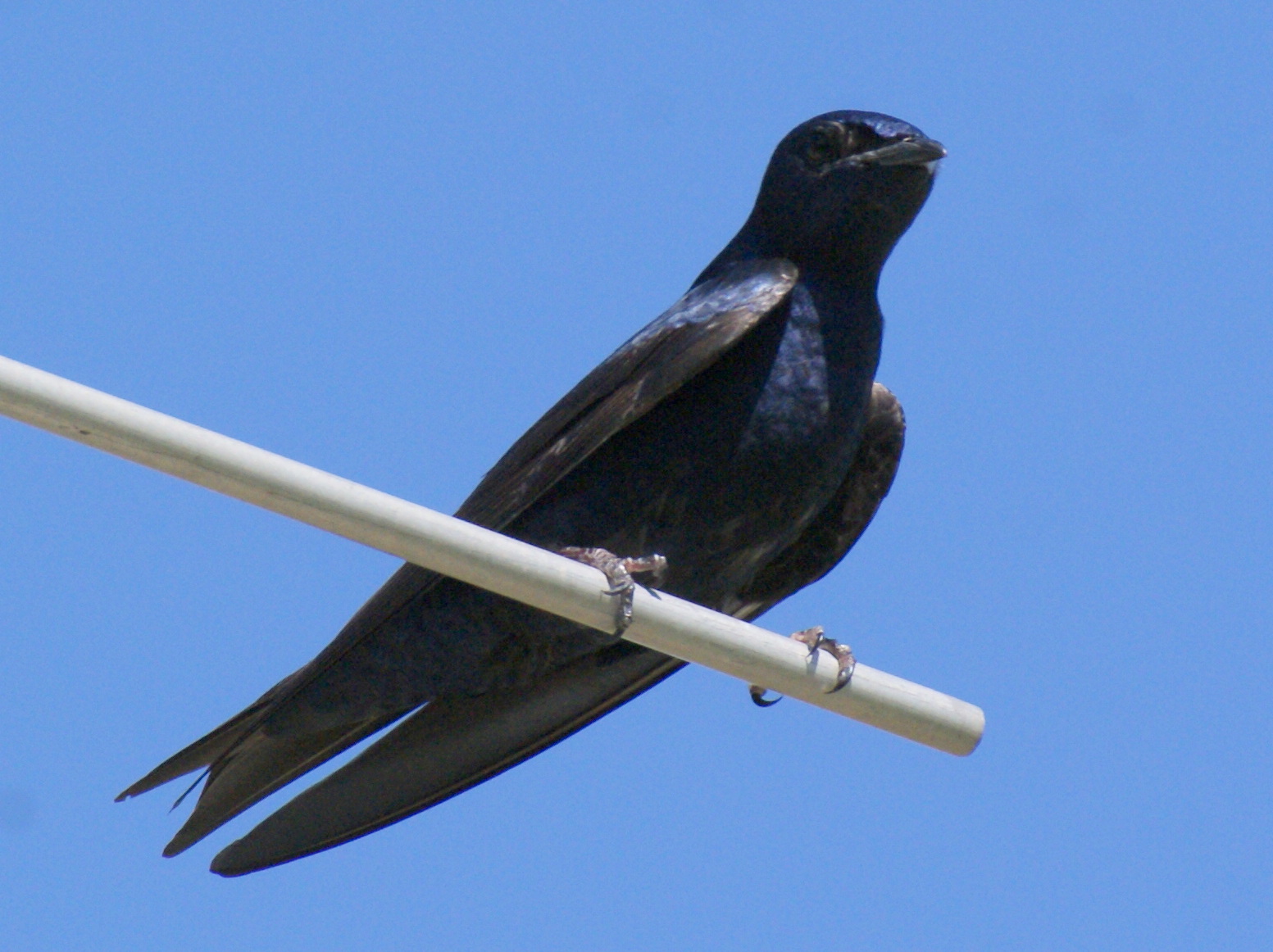 SE Texas Birding & Wildlife Watching: Purple Martins