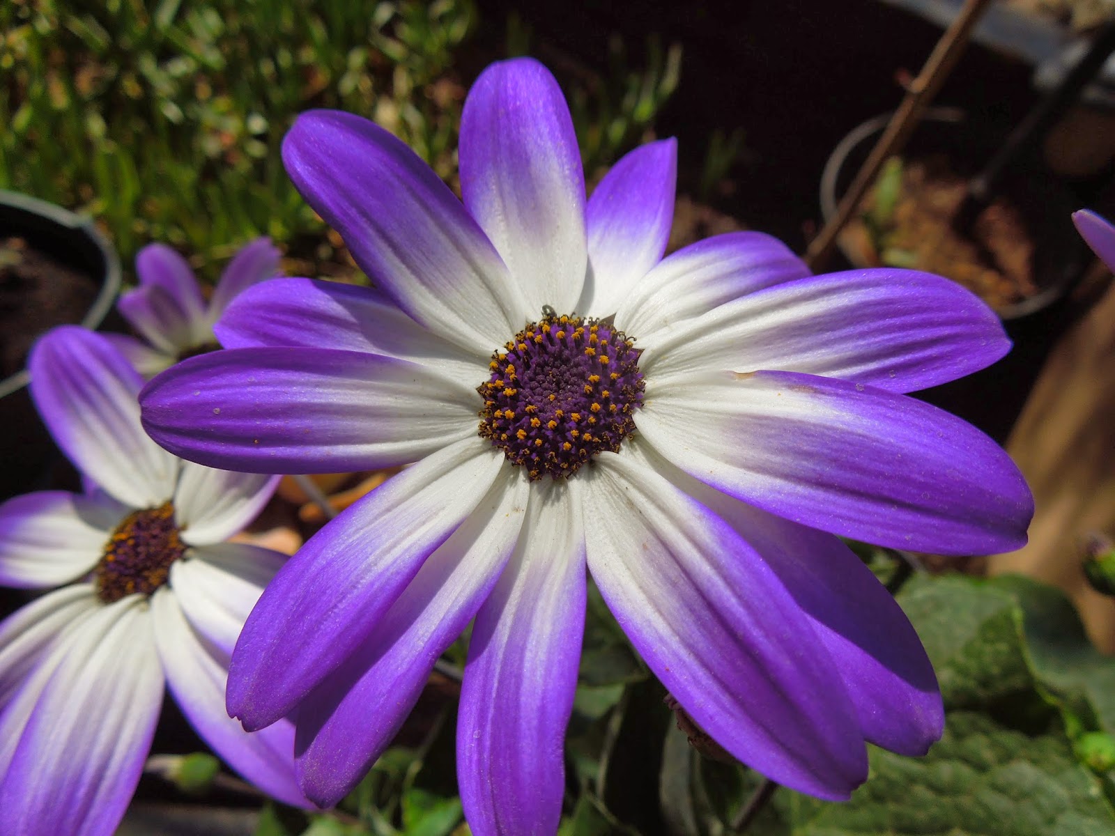 PERICALLIS "SENETTI" - BOTÀNIC SERRAT