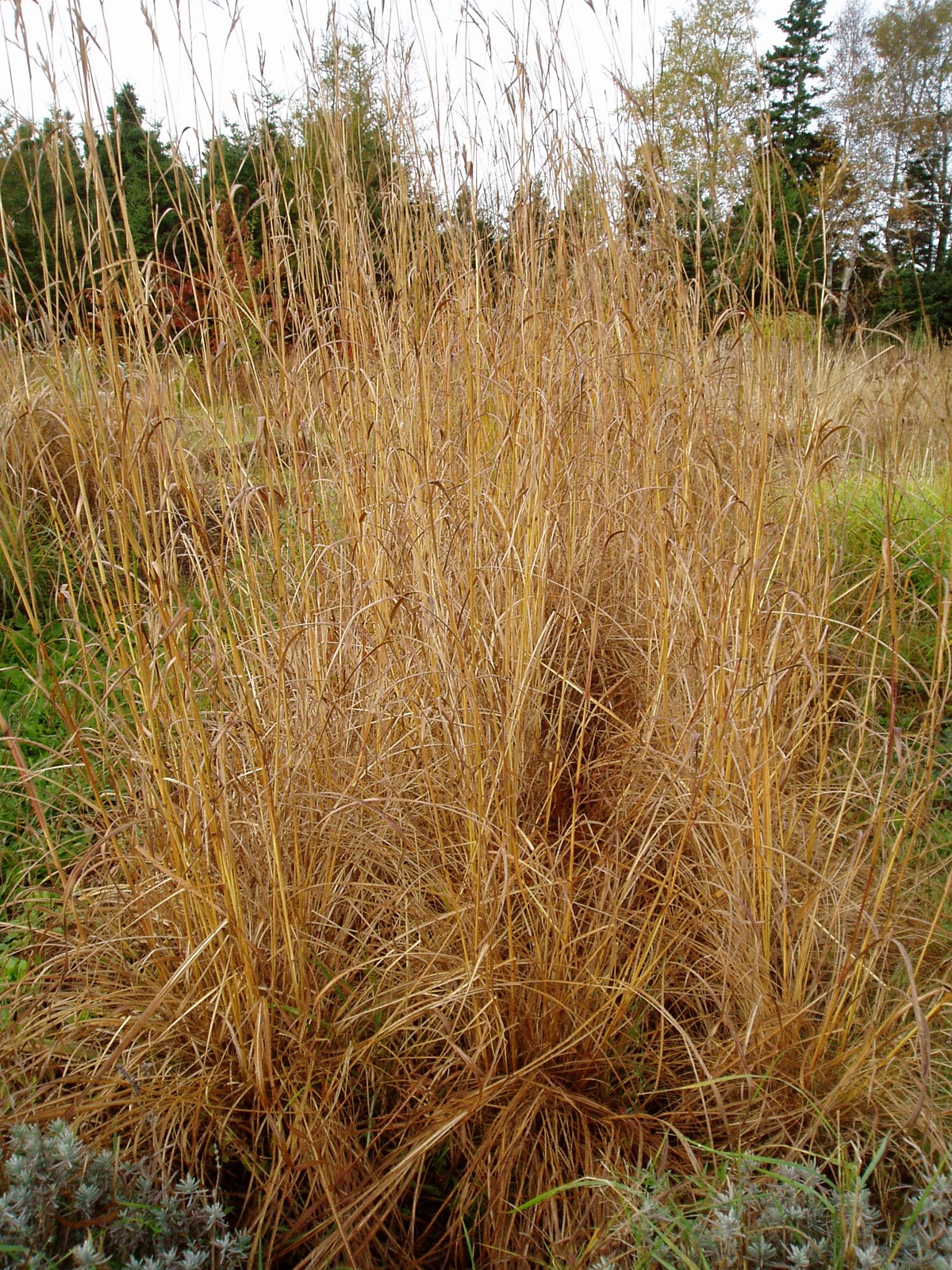 Lovegrass Farm: Fall Photos of Our Ornamental Grasses at Lovegrass Farm