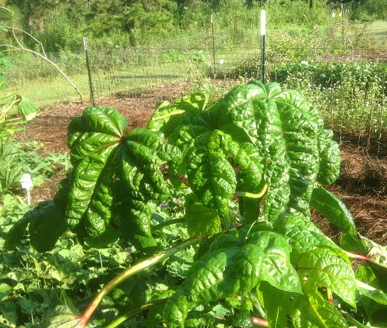 VegHeadz: September 2014