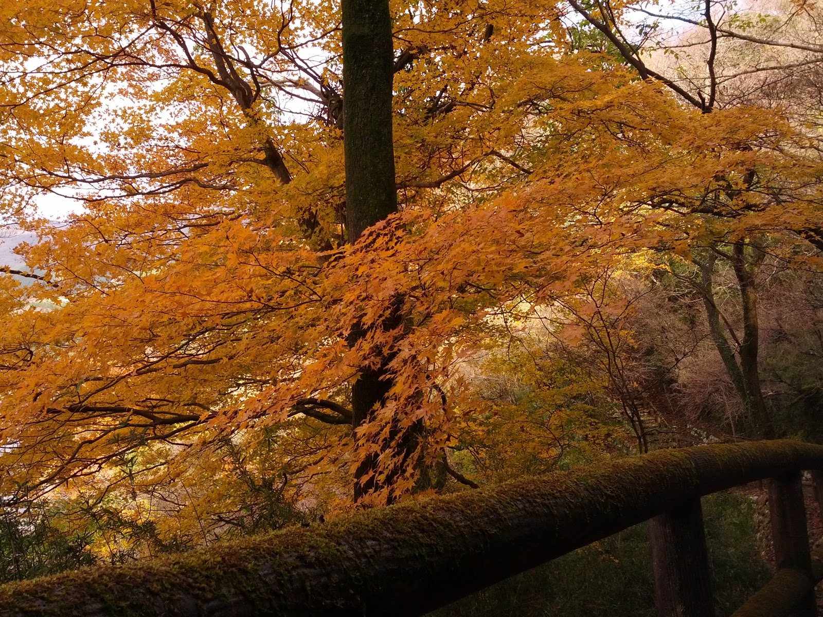 Mount Fuji Photos Blog: Autumn in Hakone