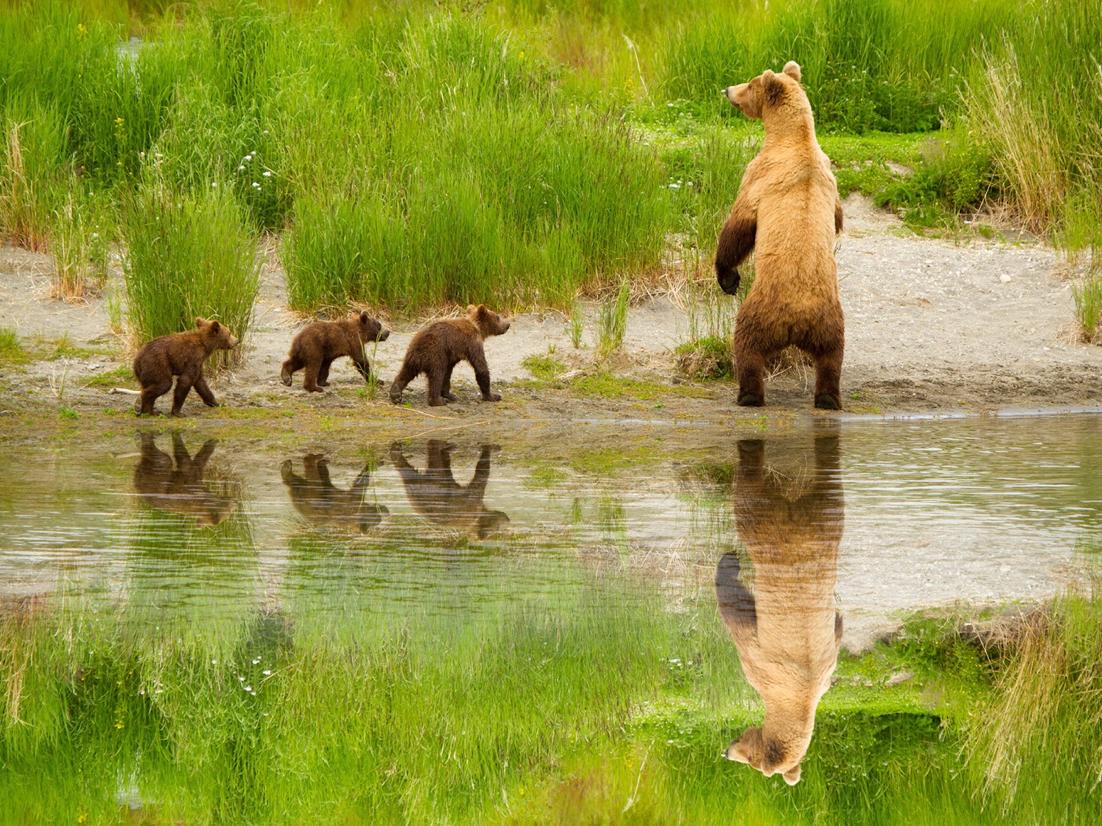 Brown Bear Wallpapers | Animals Library