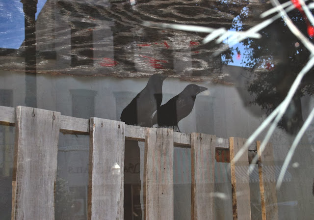 The Paris Market & Brocante: Behind the Glass: The Birds