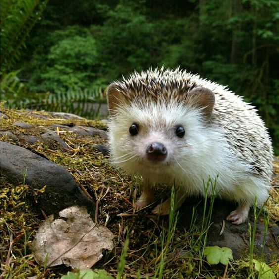 Afrički patuljasti ježevi su poslušne životinje- čiste su i nemaju ...