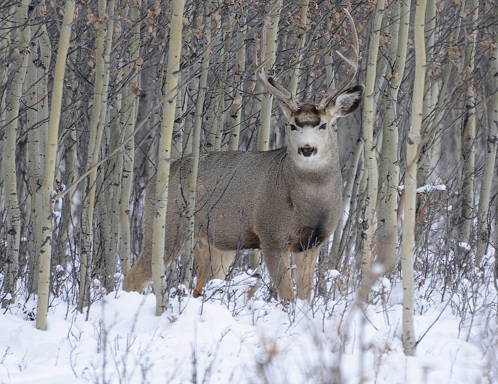 Turbo's Track and Photo Tour: Moose, Golden Eagle, Rough Legged Hawk ...