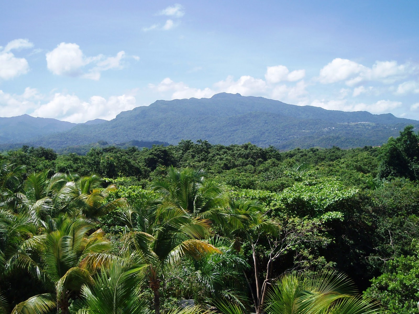 Phoebettmh Travel: (Puerto Rico) – A journey to El Yunque tropical ...