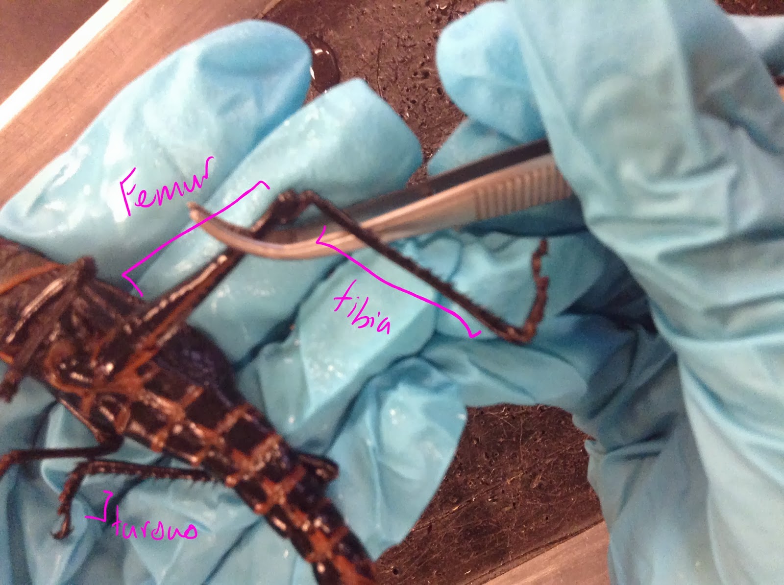 Set The House Spider Free: Grasshopper Dissection