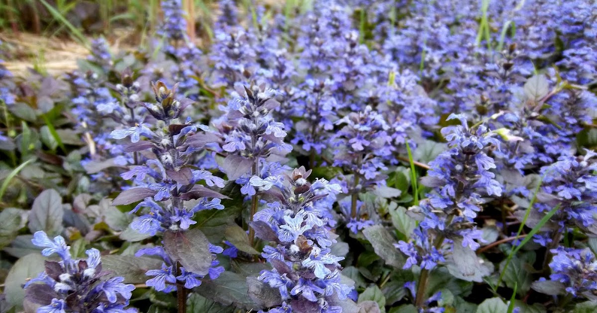 Transplanting Ajuga for Ground Cover ~ A Wet Yard