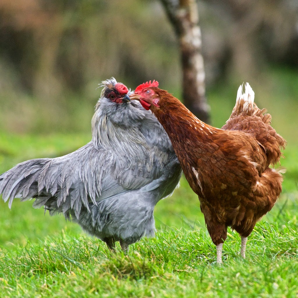 Treshnish Farm: The definition of 'hen-pecked'