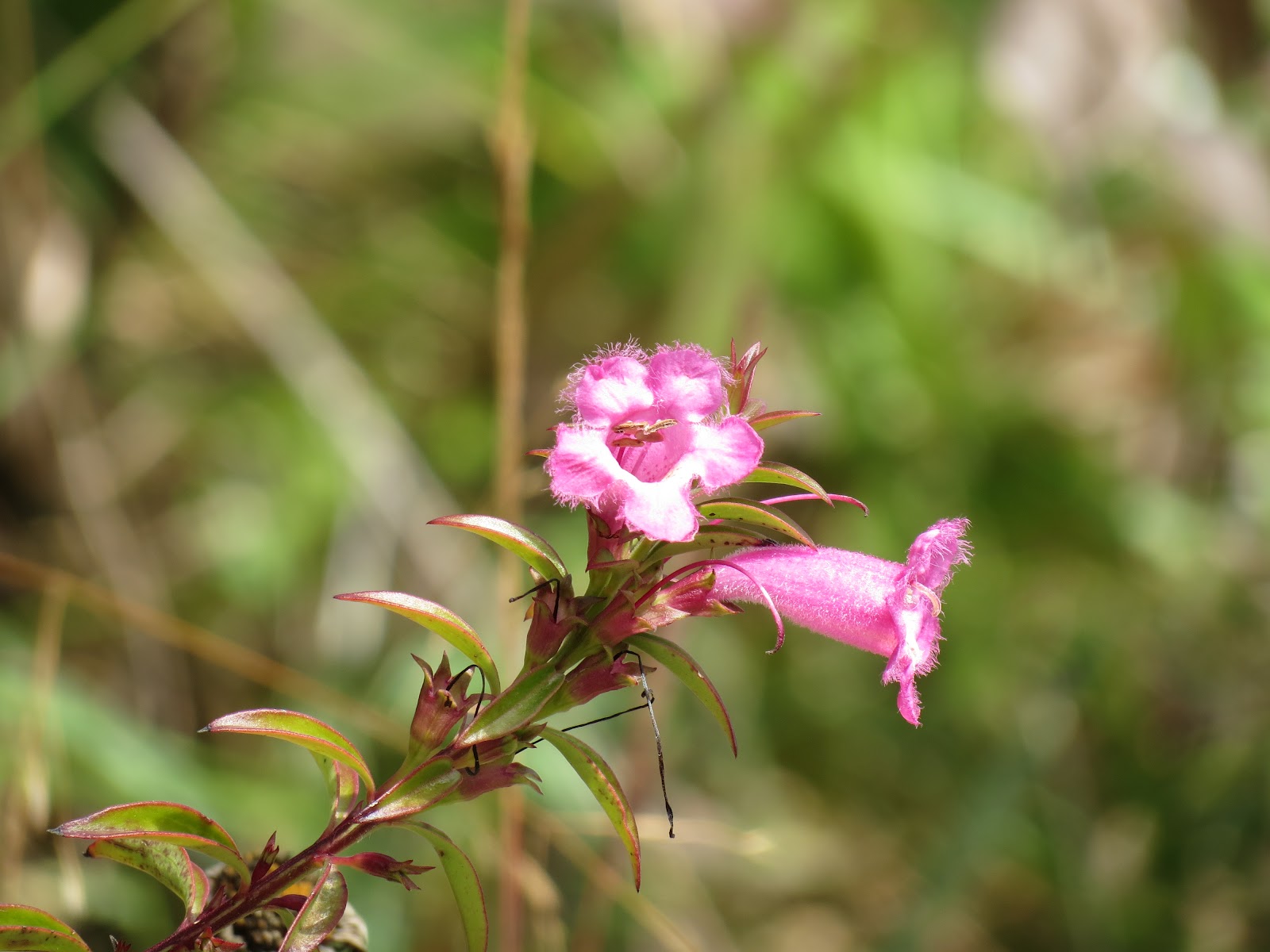 Mythistical: Flowers Of Peru