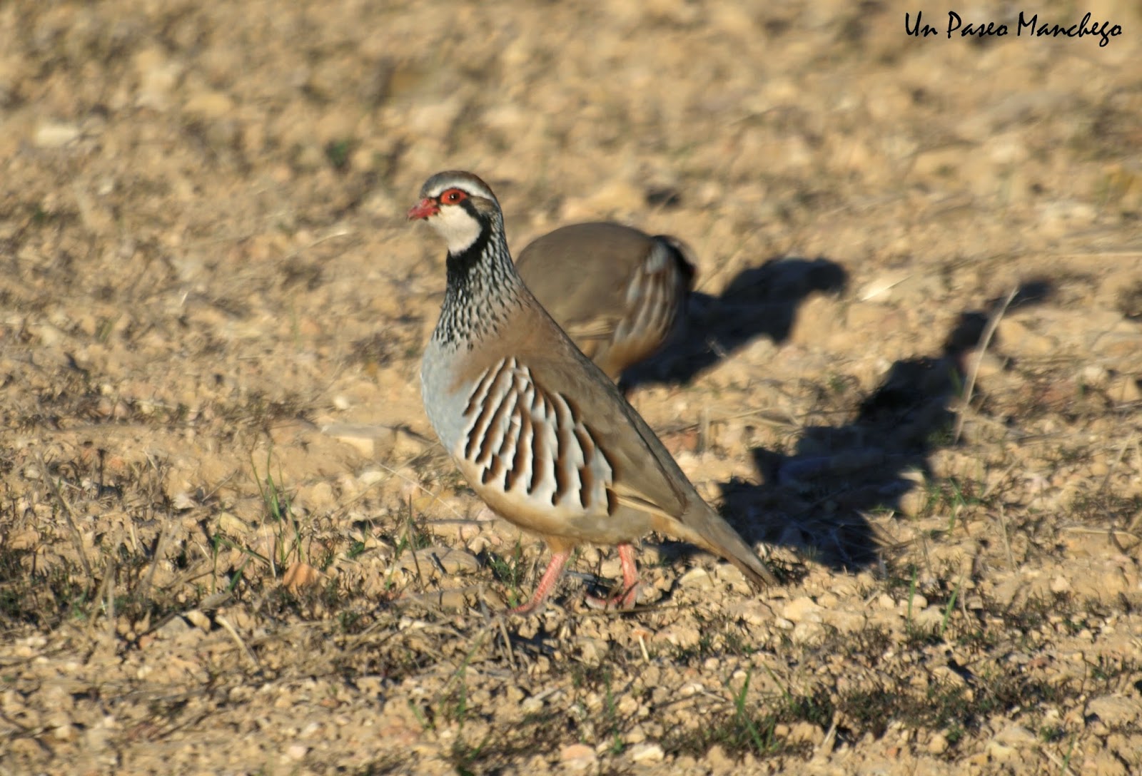 Un Paseo Manchego: Perdices rojas emparejadas.