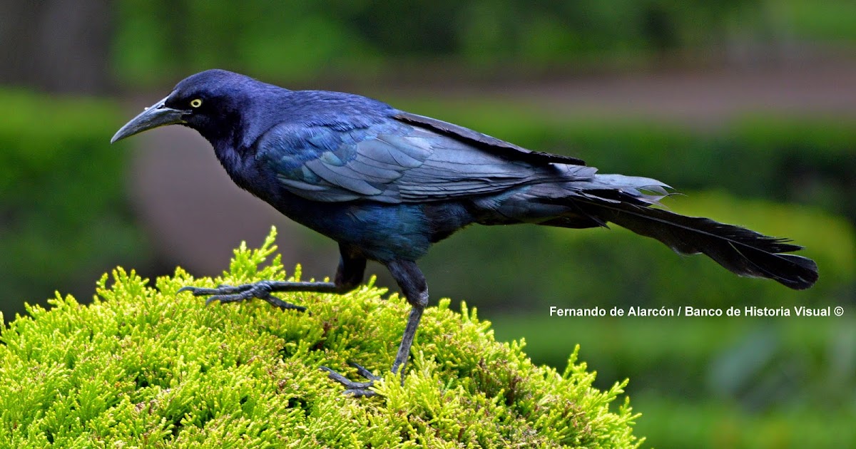 Banco de Historia Visual ©: El ave azul.