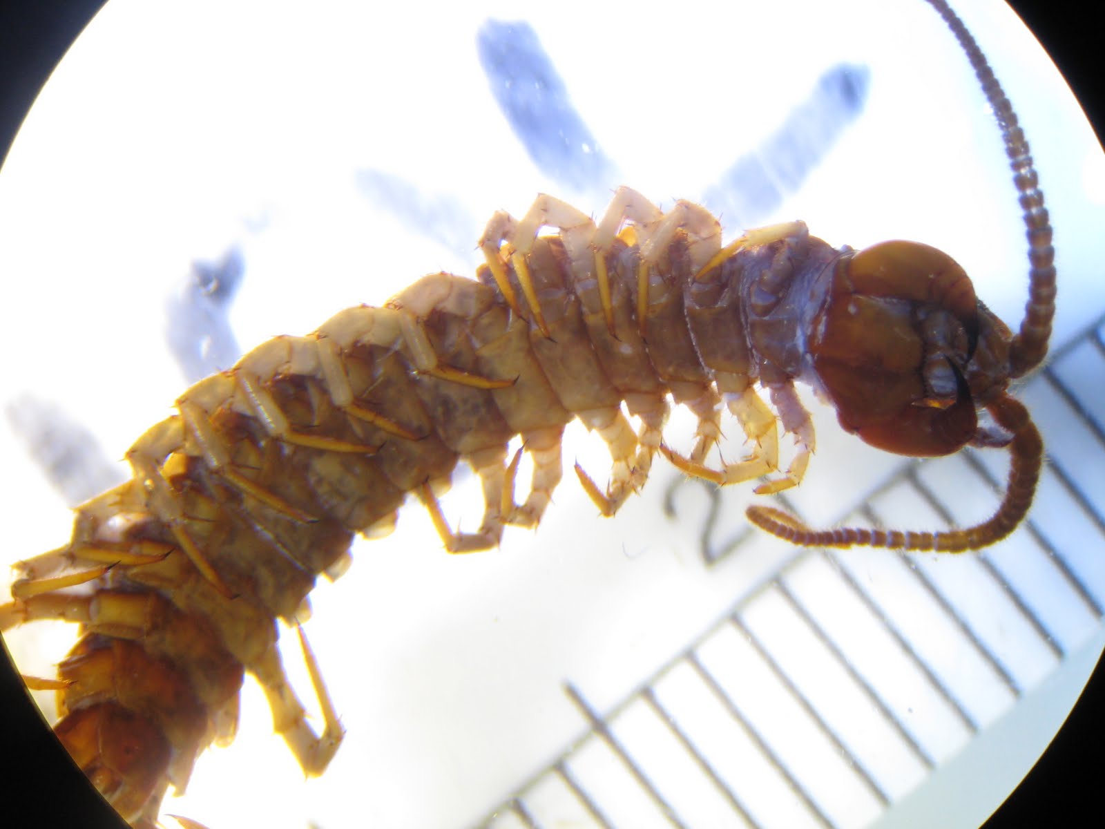 Centipede Under A Microscope