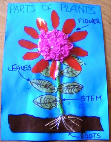 Iman's Home-School: Plant Life Cycle Posters