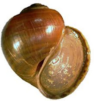 Basic Concept of Invertebrate Zoology Knowledge: Classification of ...