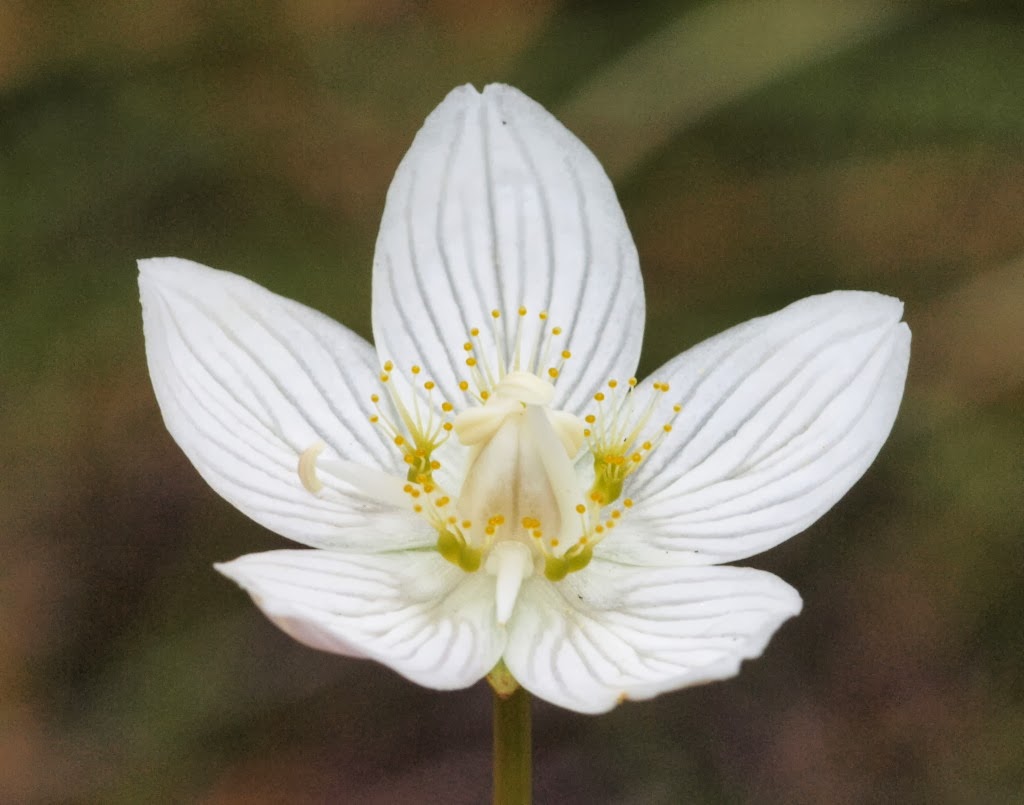 BSBI News & Views: Back to some actual botany: Parnassia palustris