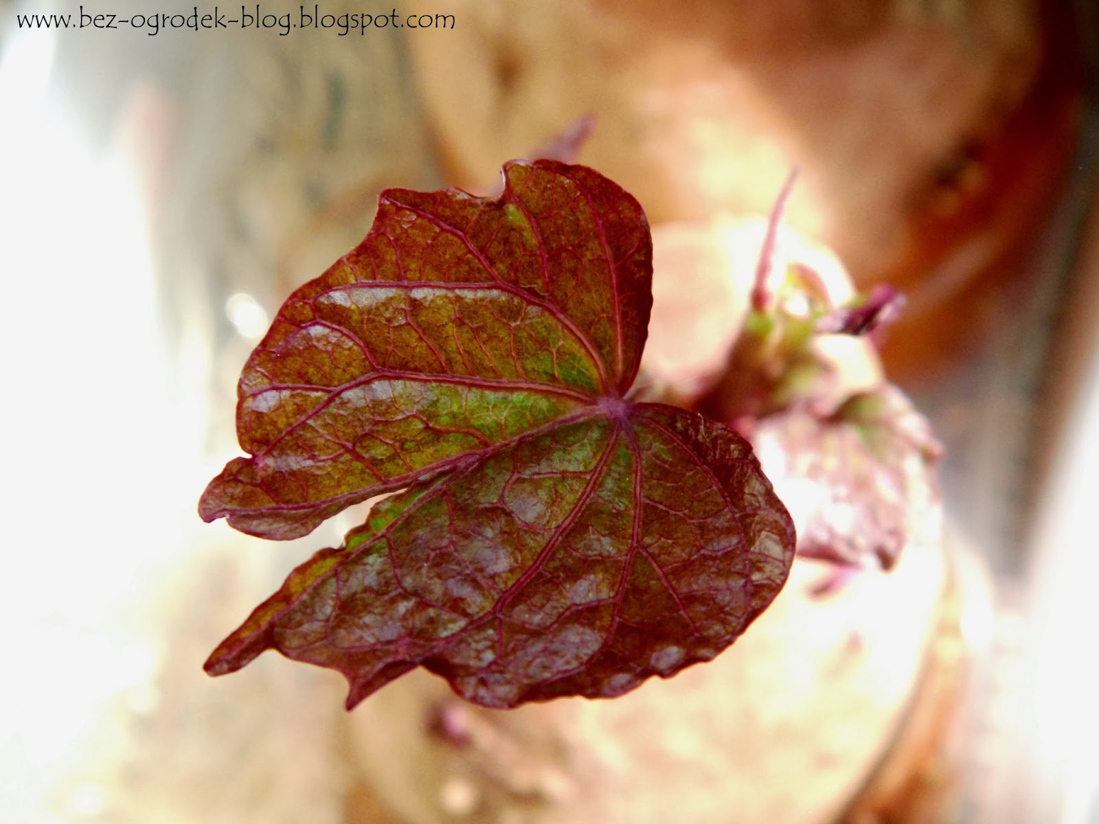 Bataty pataty, słodkie klimaty | BEZ OGRÓDEK | blog ogrodniczy