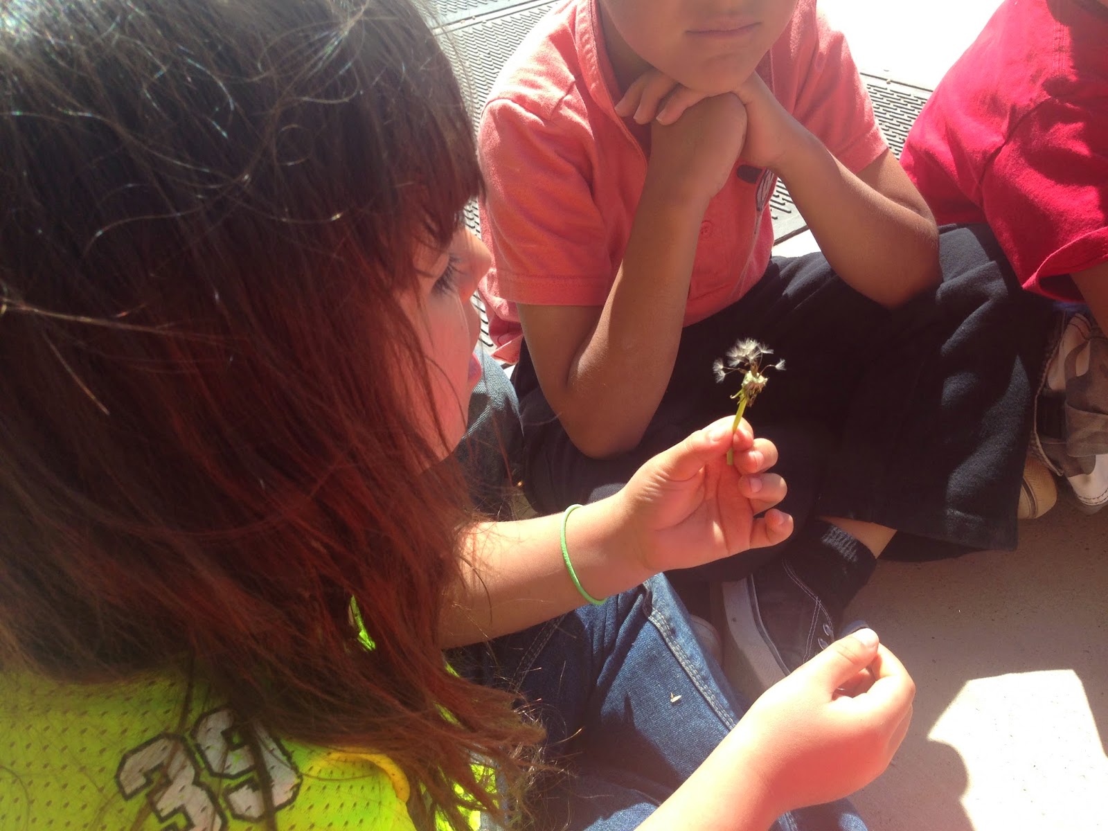 Ms. Molix's Class: Plant Life Cycle and Plant Needs