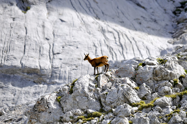 EL NIDO DEL XUAN: EL REBECO (Rupicabra rupicabra)