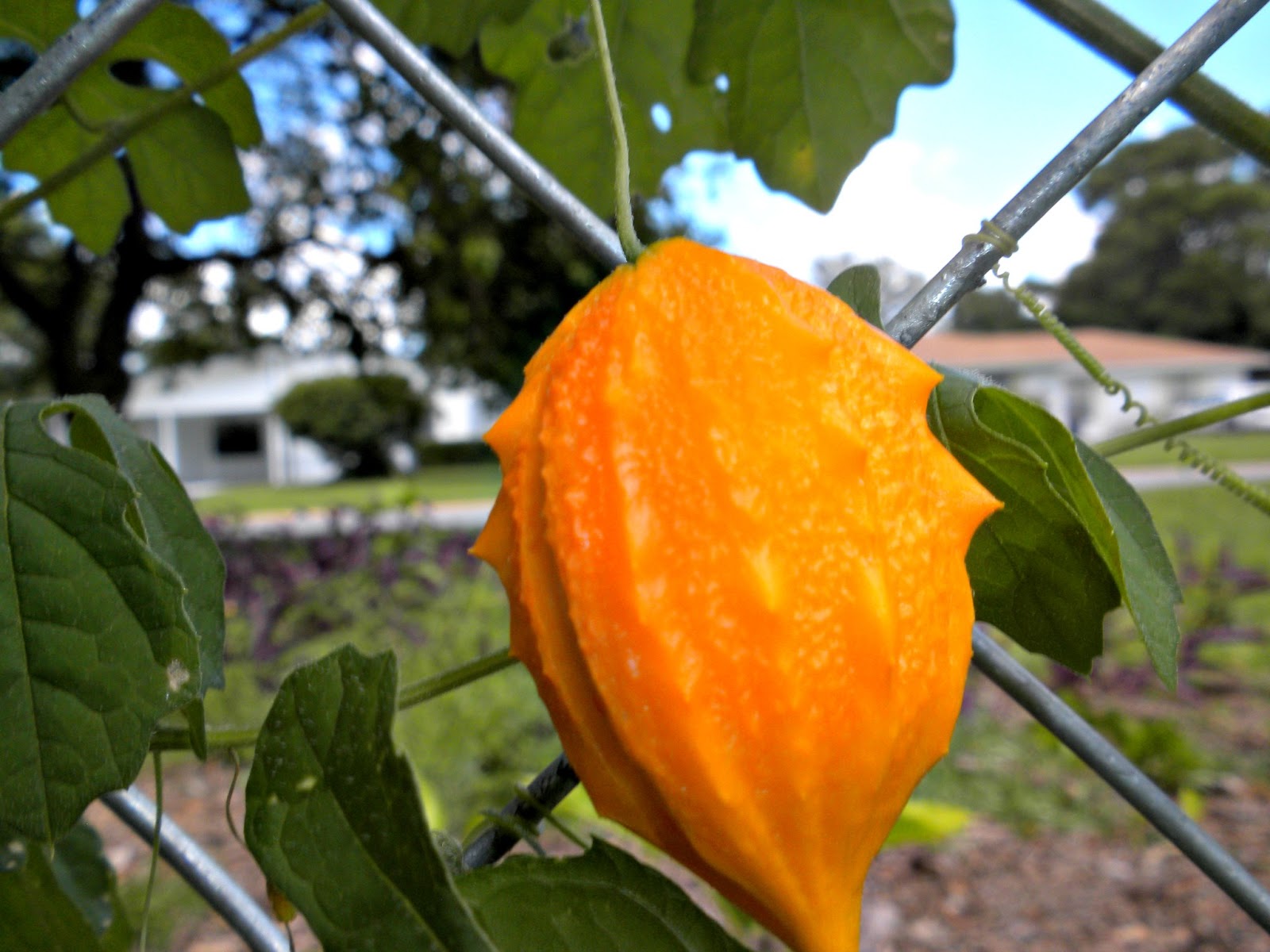 MadSnapper: Balsam-Apple Vine -- Momordica charantia