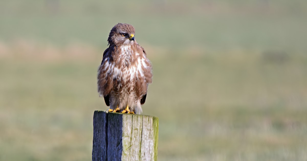 Foto's: Buizerd