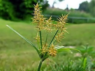 Mengenal Tanaman Rumput Teki dan Manfaatnya ~ Yang Ku Suka
