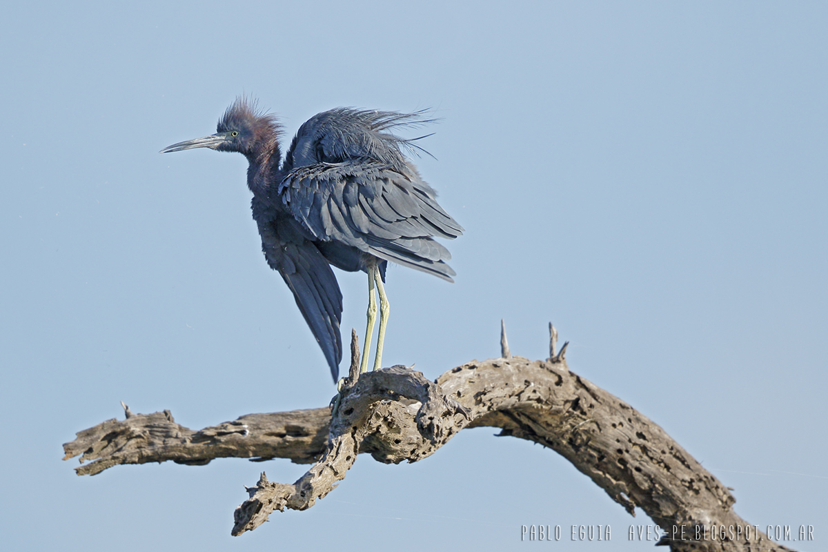 mis fotos de aves: Egretta caerulea Garza Azul Little Blue Heron