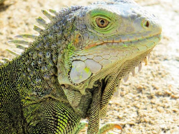 A GUIDE TO NORTHEASTERN GARDENING: The Gardens of Aruba: A Look Beyond ...