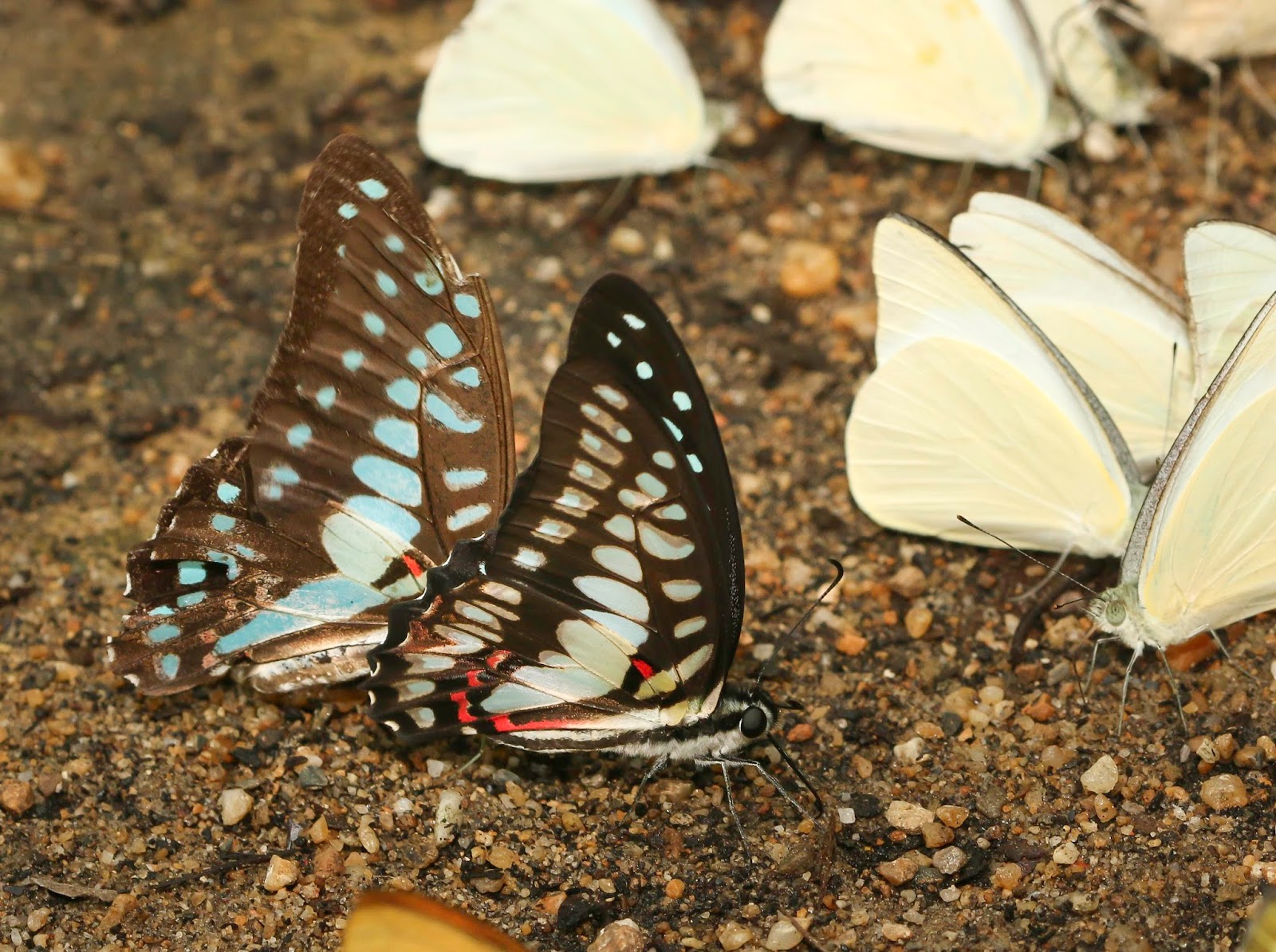 Butterflies of Vietnam: 238. Graphium eurypylus cheronus (The Great Jay)