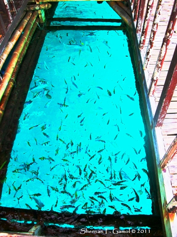 I am [Shernan]: Looc Fish and Marine Sanctuary (Looc, Romblon)