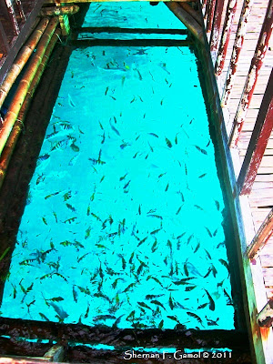 I am [Shernan]: Looc Fish and Marine Sanctuary (Looc, Romblon)