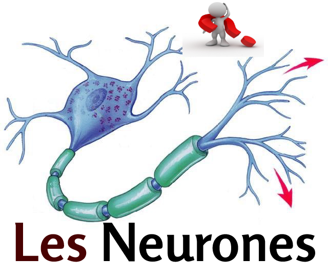 Les Neurones,Définition,Structure Et Types - Biologie