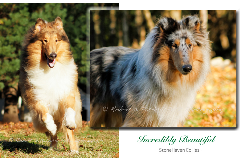 Robert & Patricia Petit Photography Capturing a Dog's Character