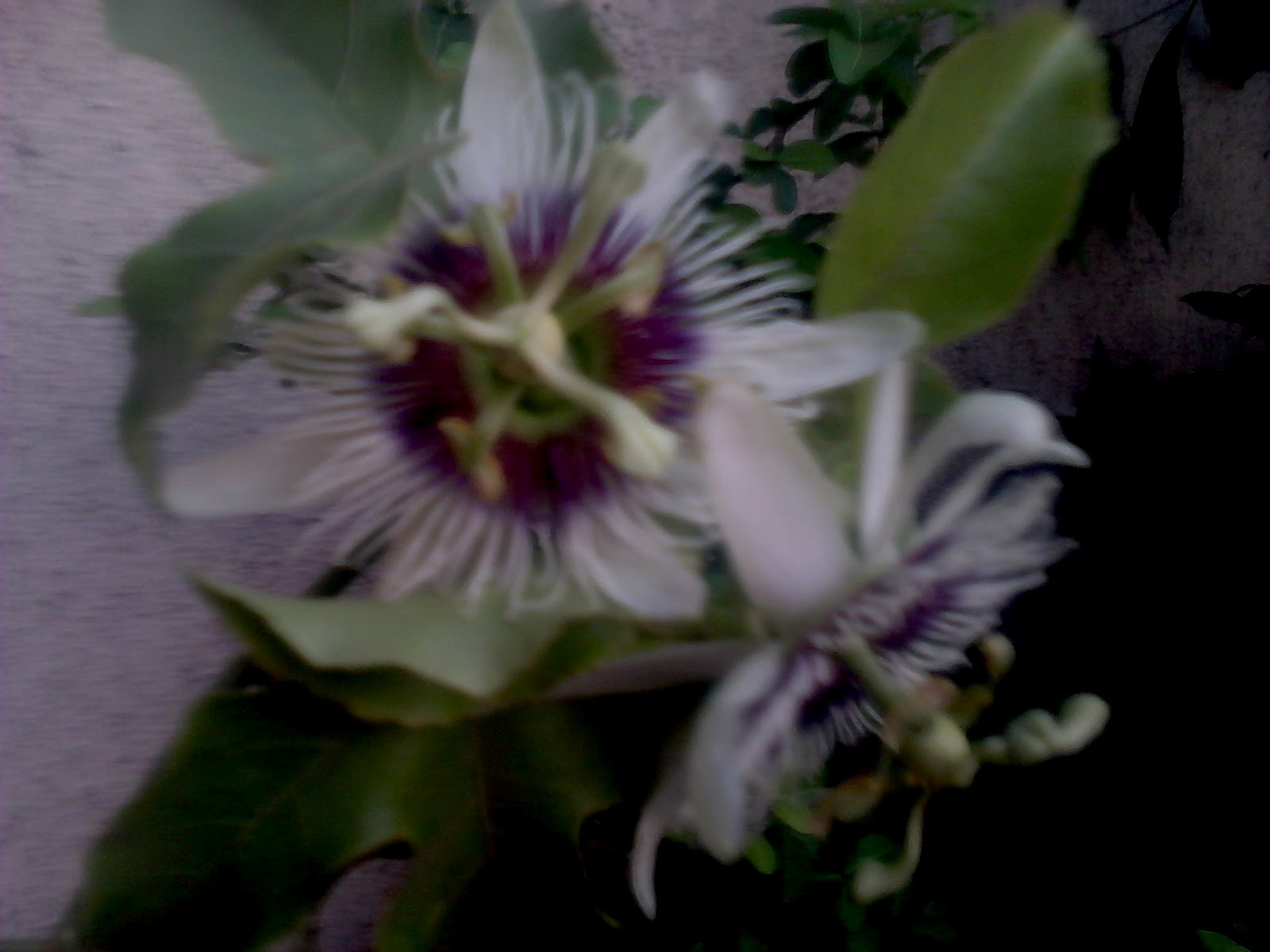 Garden Care Simplified: Passion Fruit Climber Passion Flower Unique ...