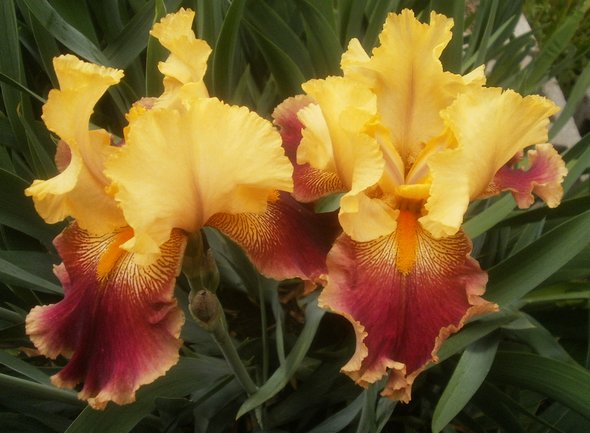 Plants are the Strangest People: 6/8/14 - 6/15/14