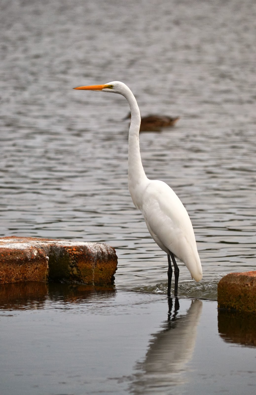 It's All About Purple: The "Cheating" Great Egret